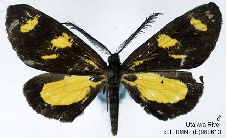 Papua Insects Foundation (Lepidoptera/Geometridae(Ennominae)/Ctimene ...